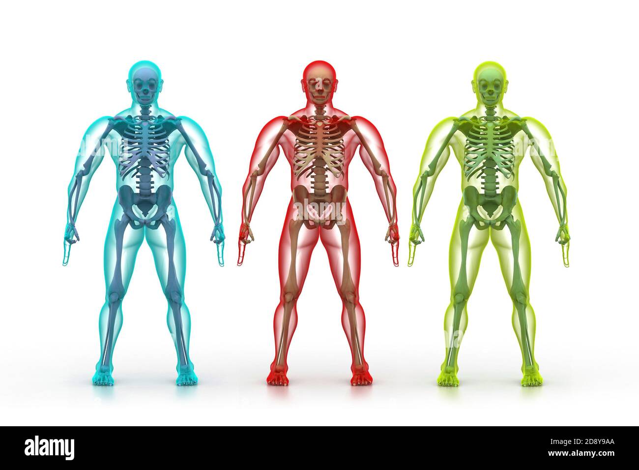 Illustration par rayons X du corps humain et du squelette Photo Stock ...