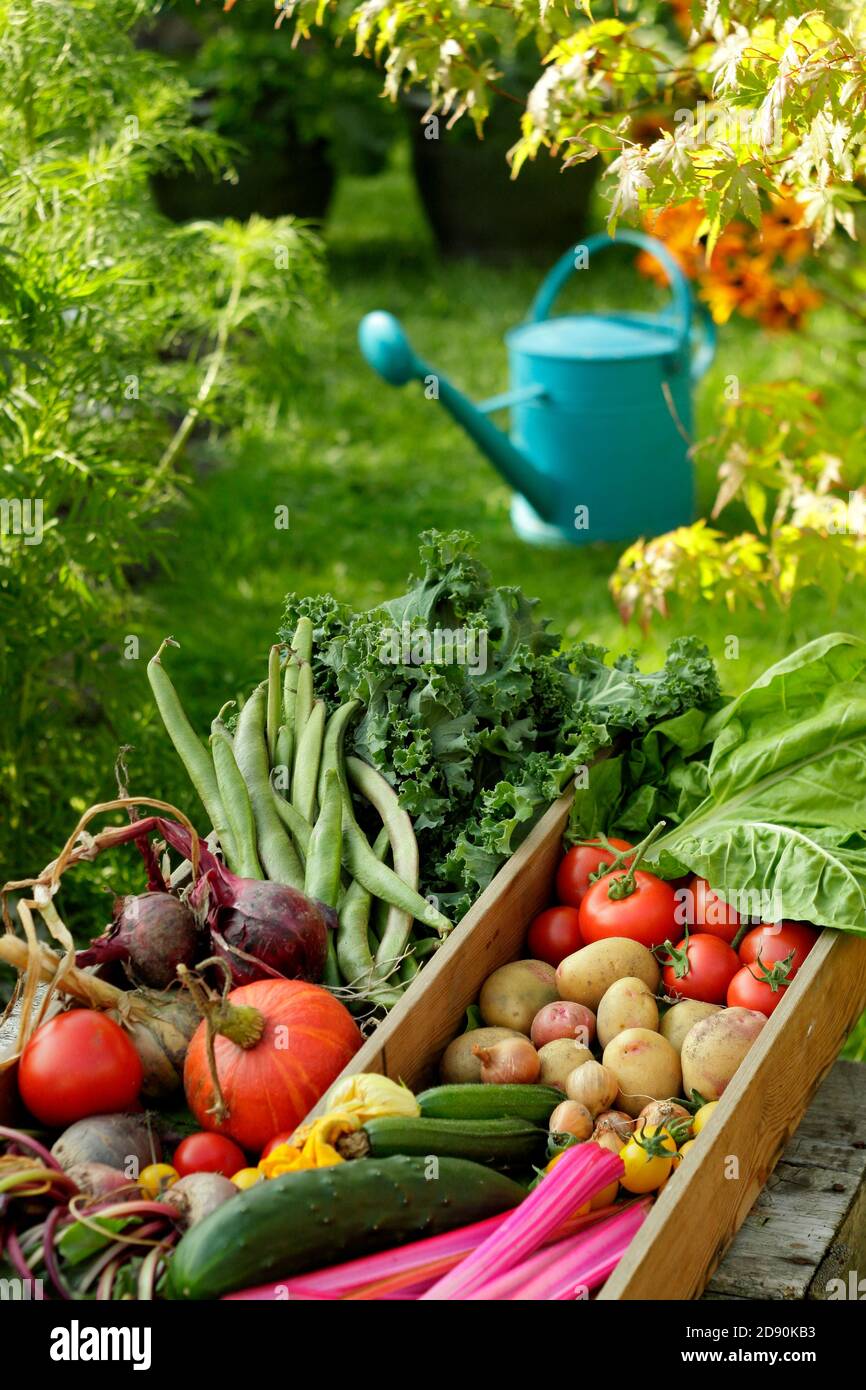 Faire pousser des produits du jardin pendant Banque de photographies et ...