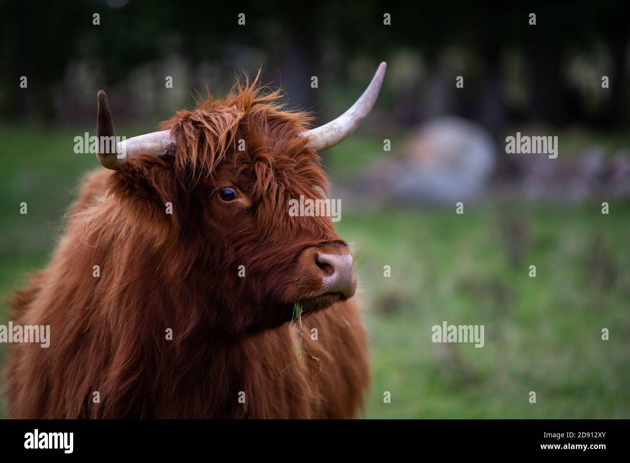 vache highlander sur un terrain. mignon et grand avec de grandes cornes ...