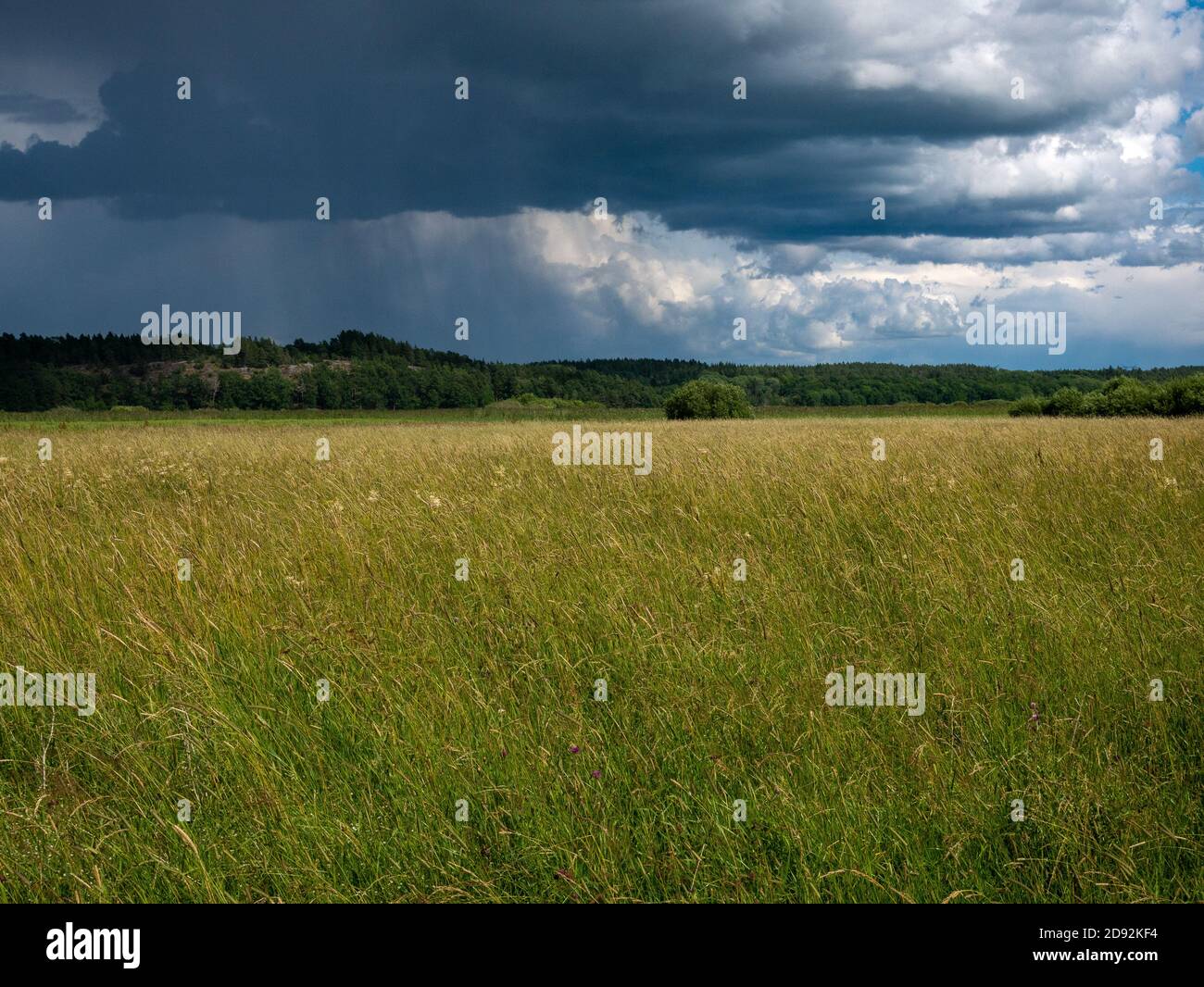 Herbe sur terrain Banque de photographies et d’images à haute ...