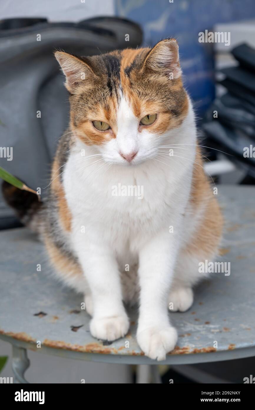 Chat tricolore sur fond blanc Banque de photographies et d’images à ...