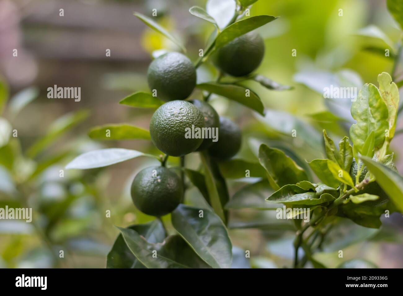 Feuilles Isolées Sur Arbre Banque d'image et photos - Alamy