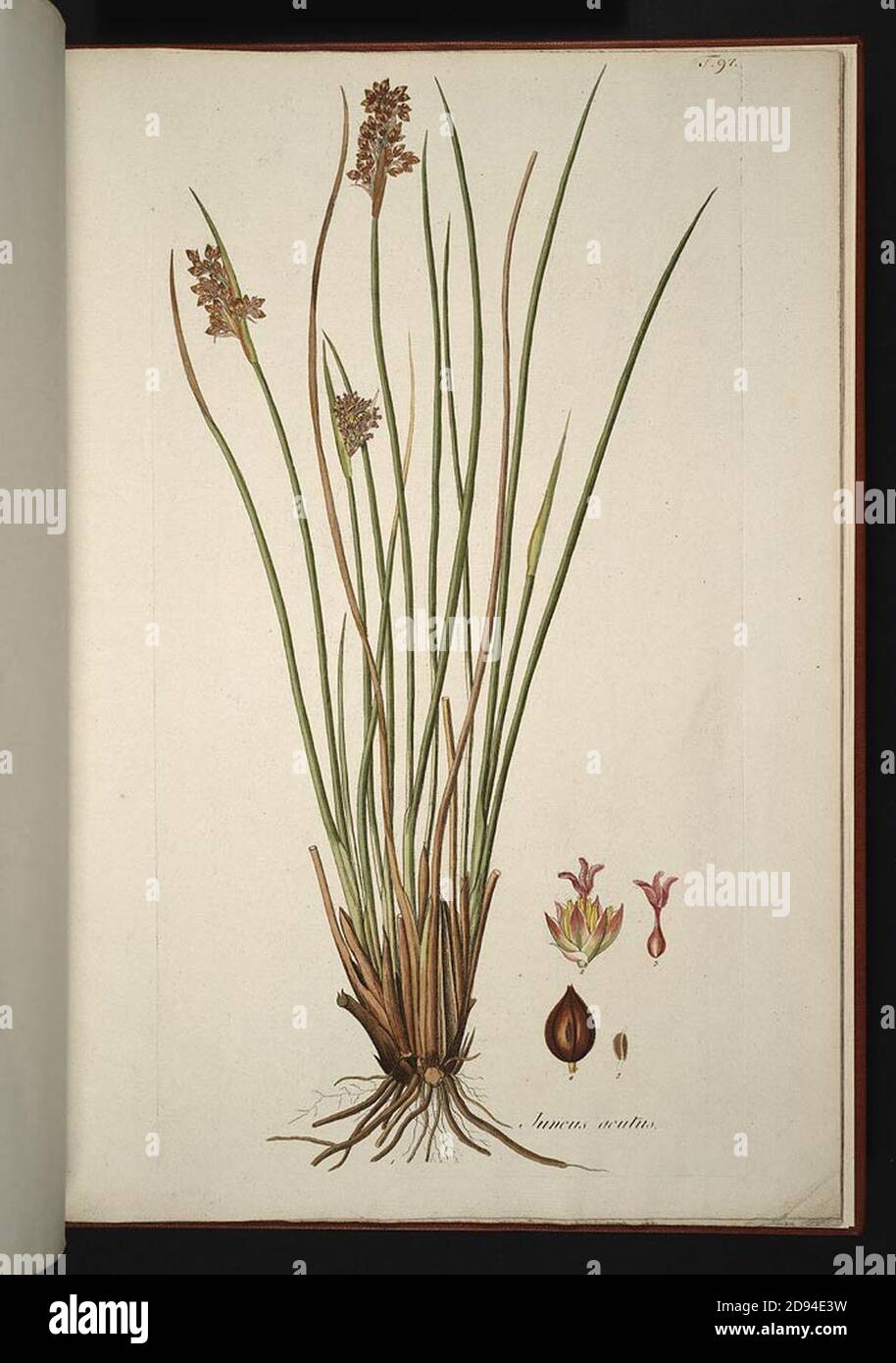 Juncus acutus Banque de photographies et d’images à haute résolution ...