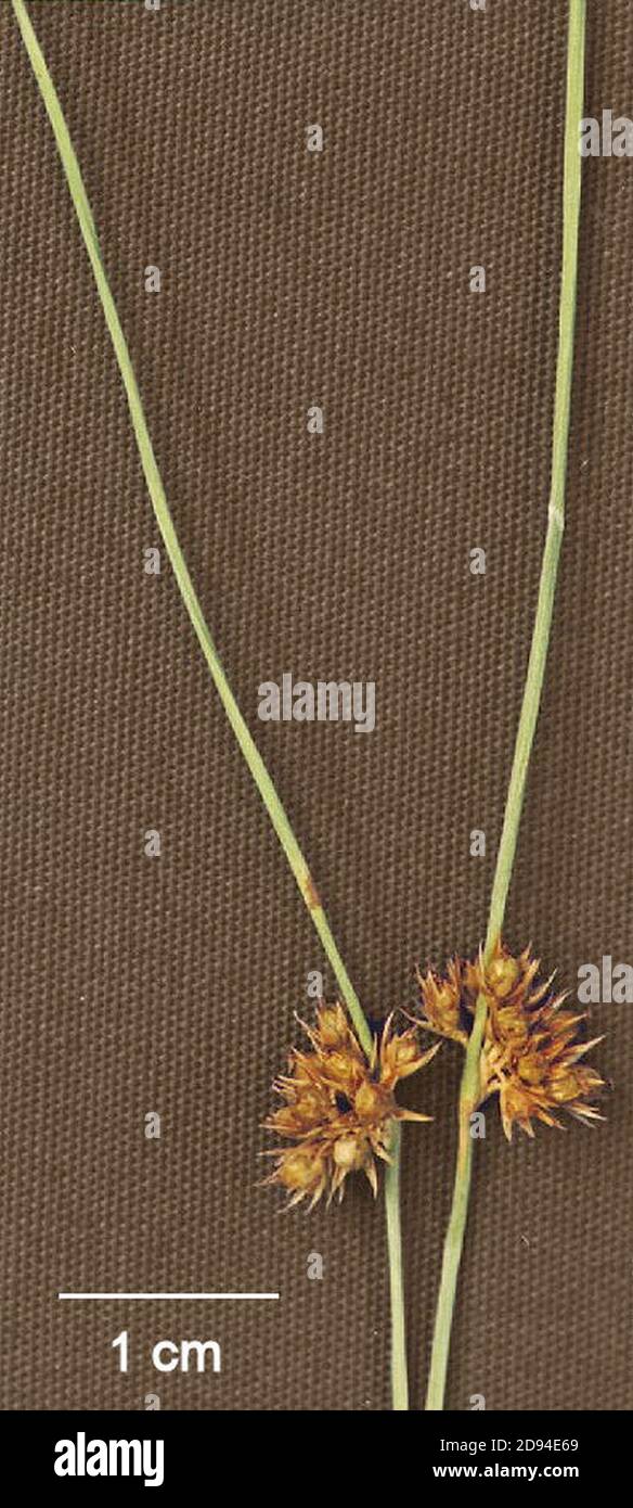 Juncus filiformis Banque de photographies et d’images à haute ...