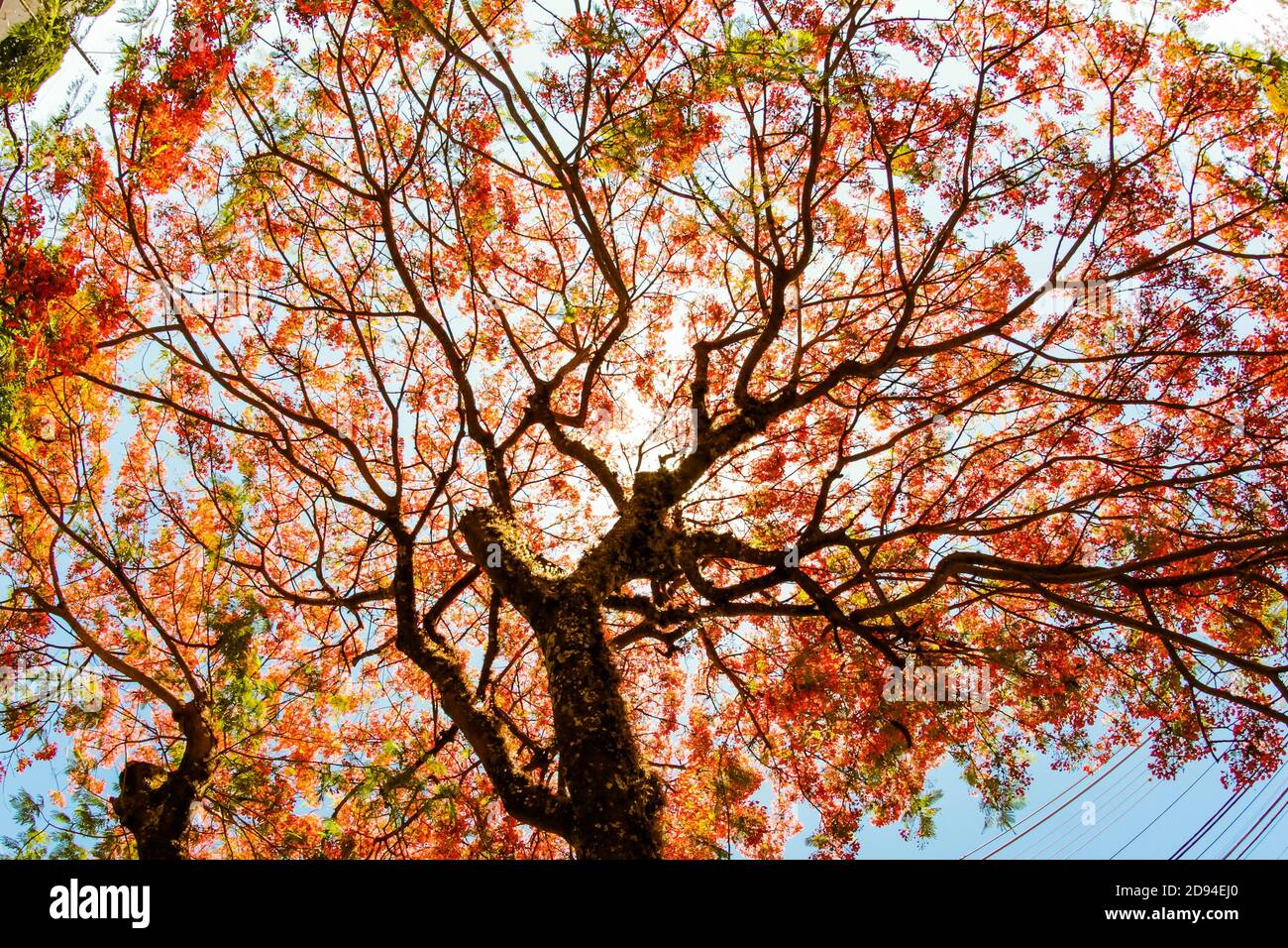 Flamboyant Tree Banque d'image et photos - Alamy