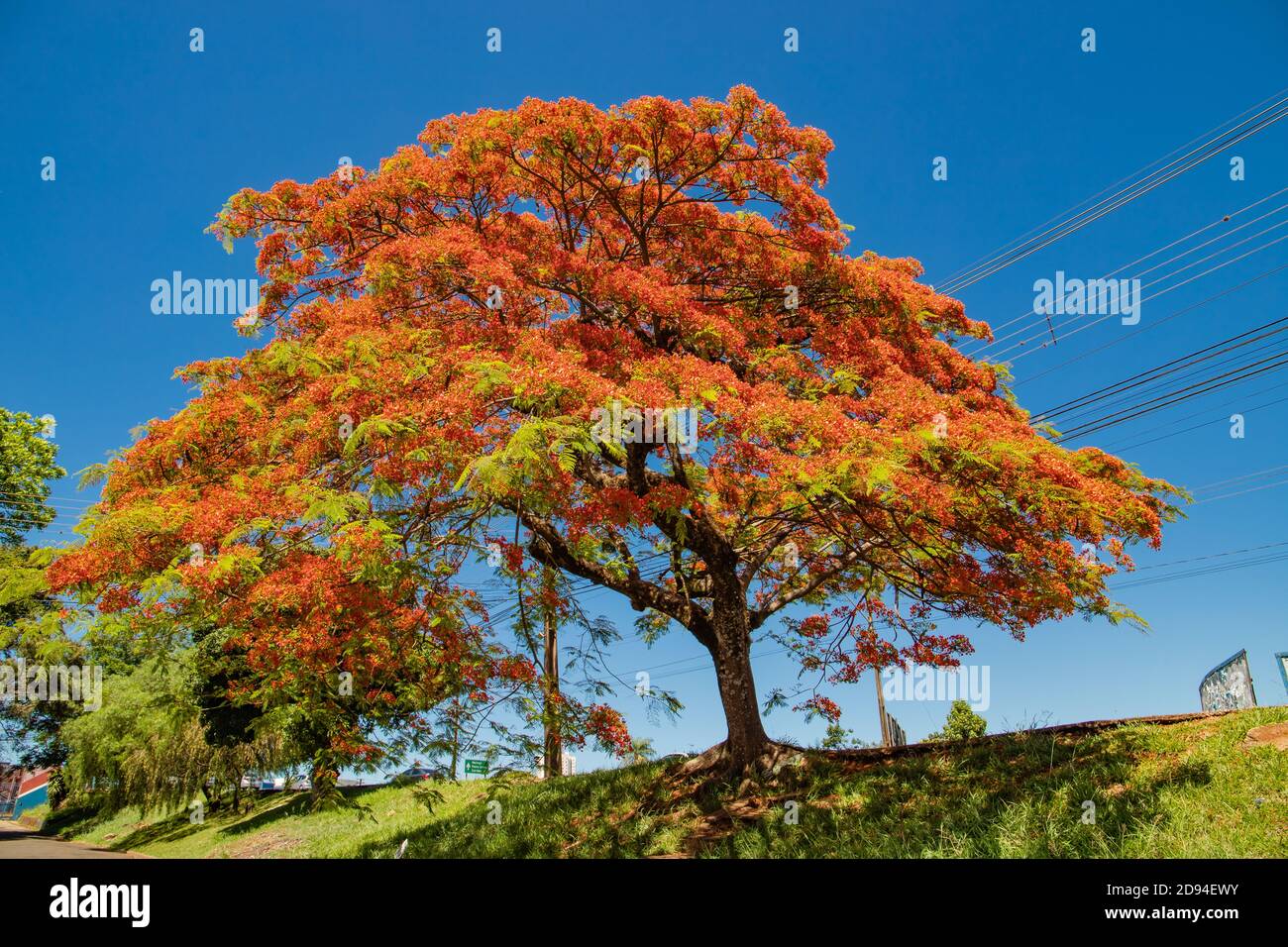 Flamboyant Tree Banque d'image et photos - Alamy
