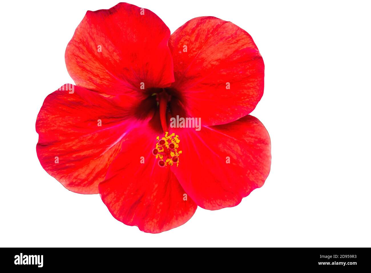 Hibiscus chinois hibiscus rosa sinensis Banque de photographies et d ...