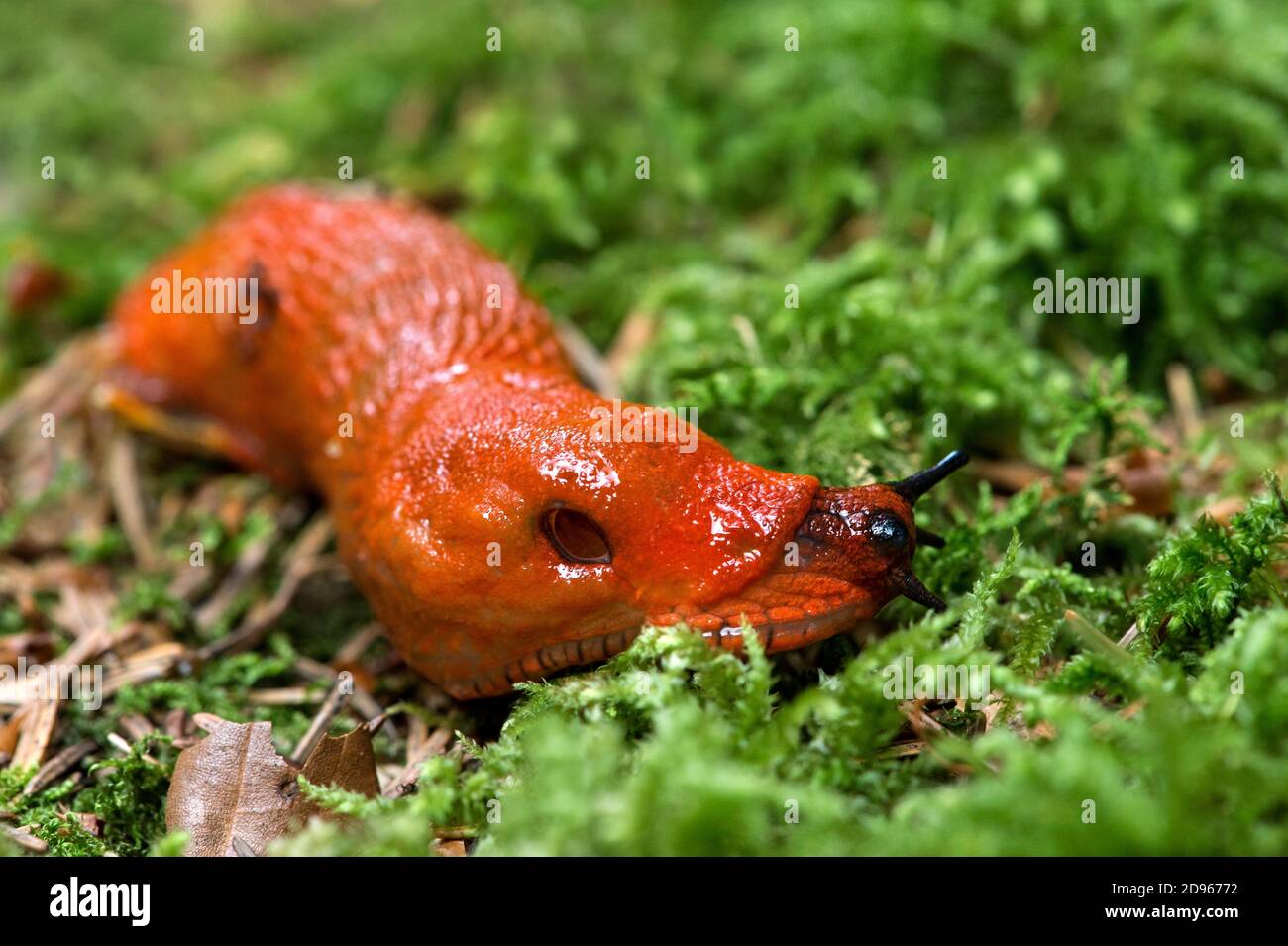 Grosse limace rouge Banque de photographies et d’images à haute ...