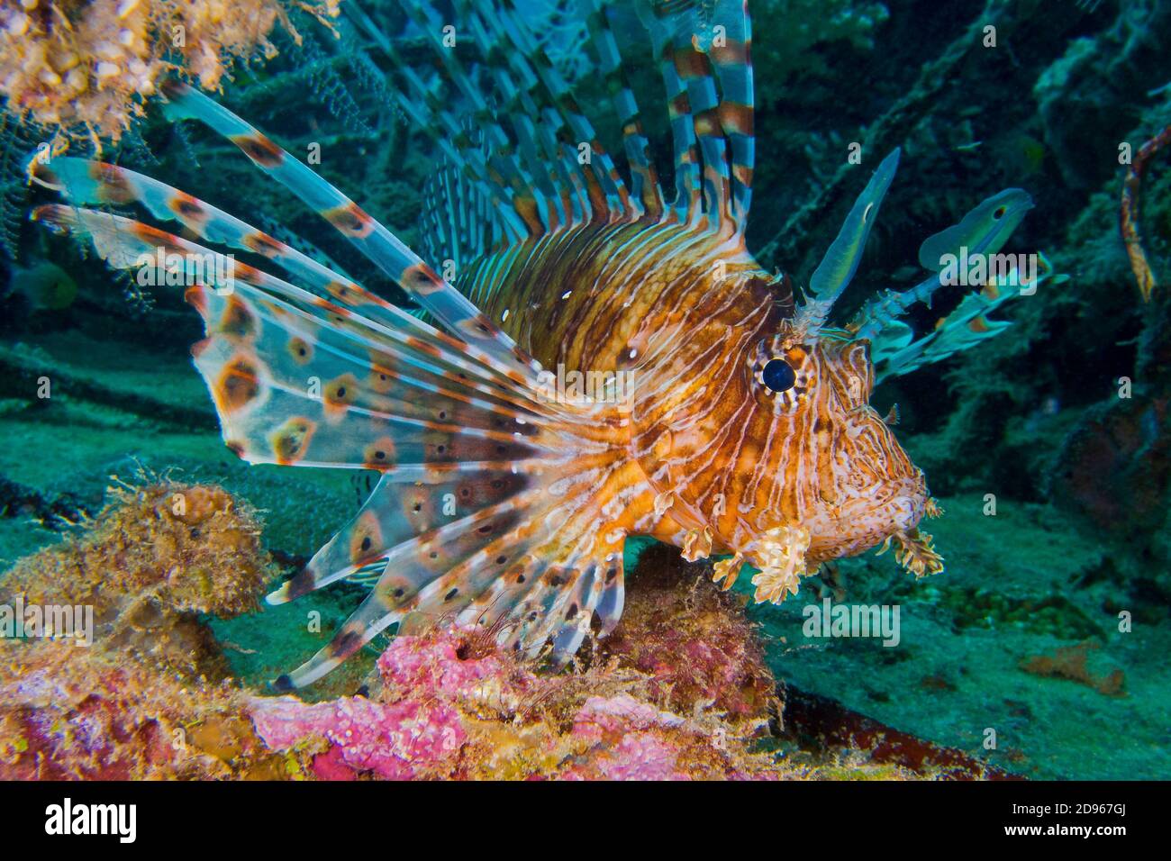 Indian lionfish Banque de photographies et d’images à haute résolution ...