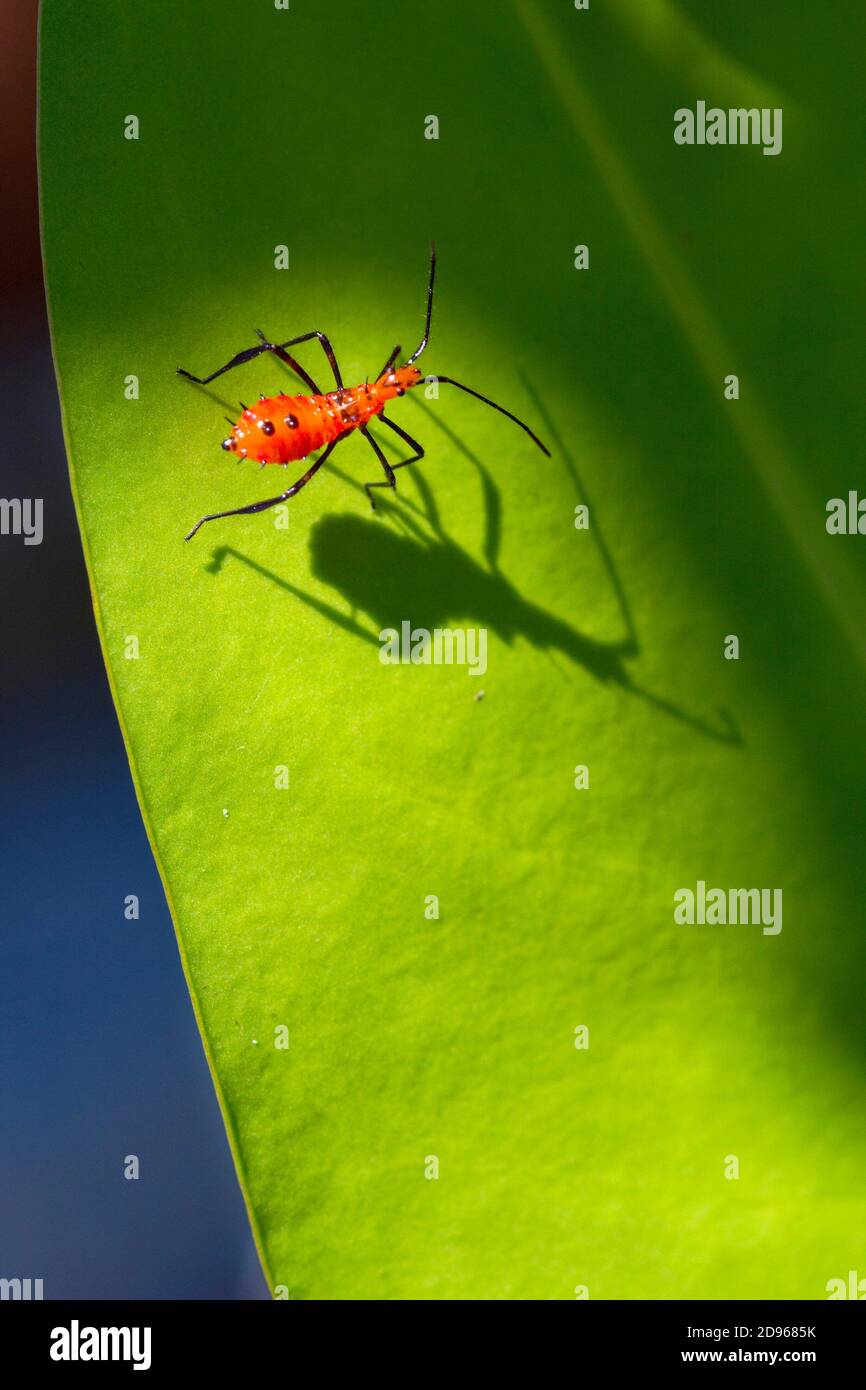 Costa rica hemiptera heteroptera Banque de photographies et d’images à ...