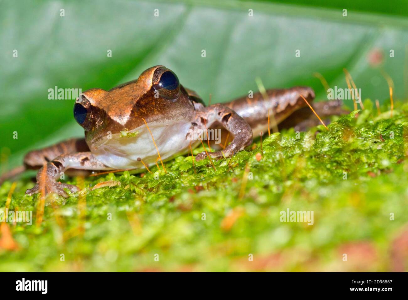 Grenouille tropicale Banque de photographies et d’images à haute ...