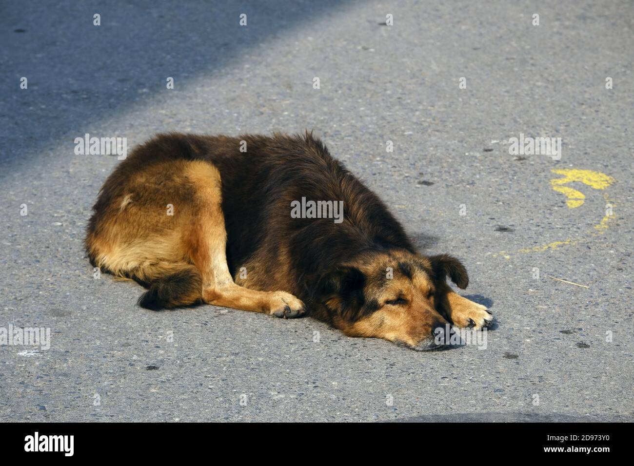 Chien de rue istanbul Banque de photographies et d’images à haute ...