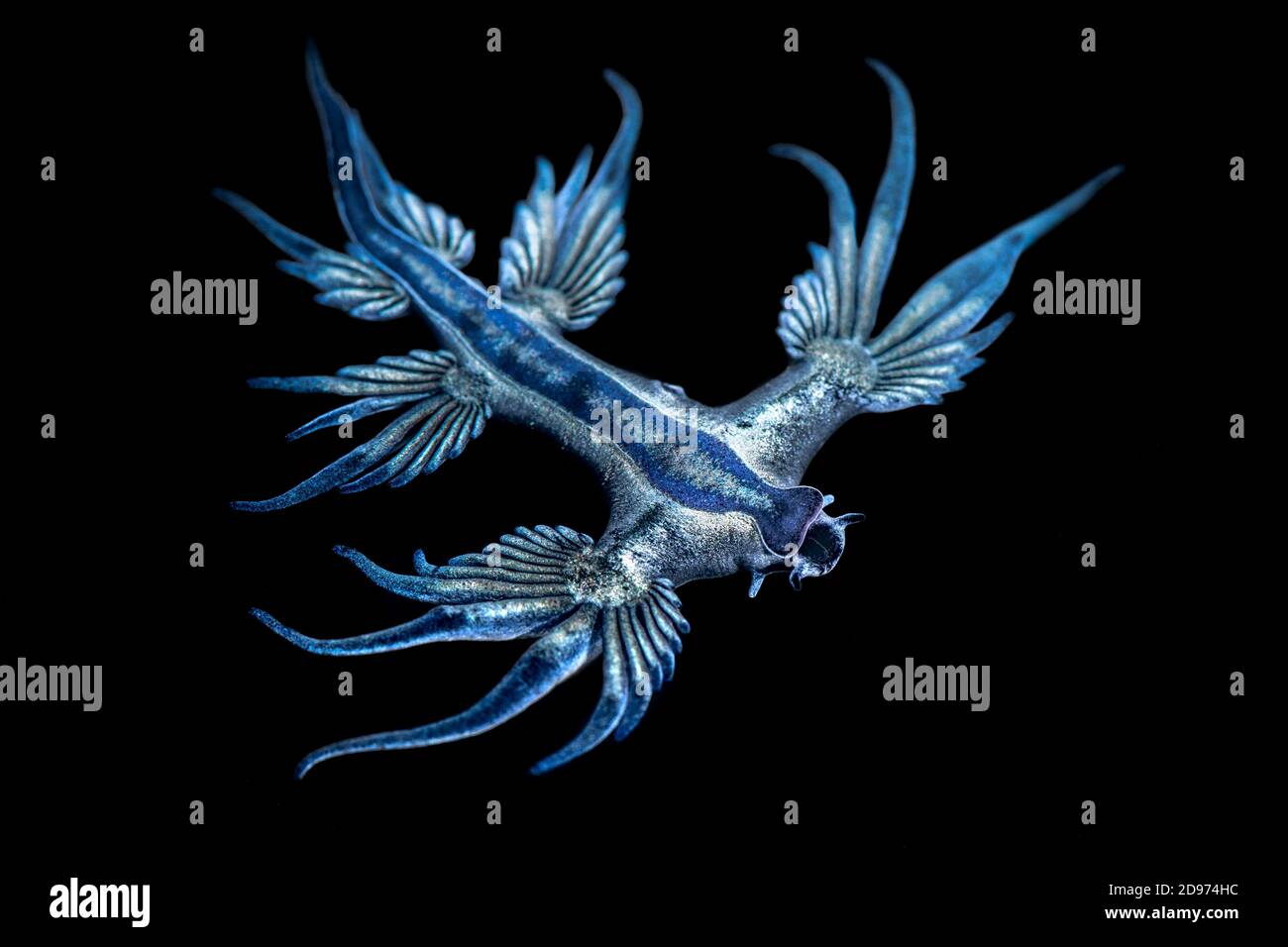 Nudibranche De Dragon Bleu Banque d'image et photos - Alamy