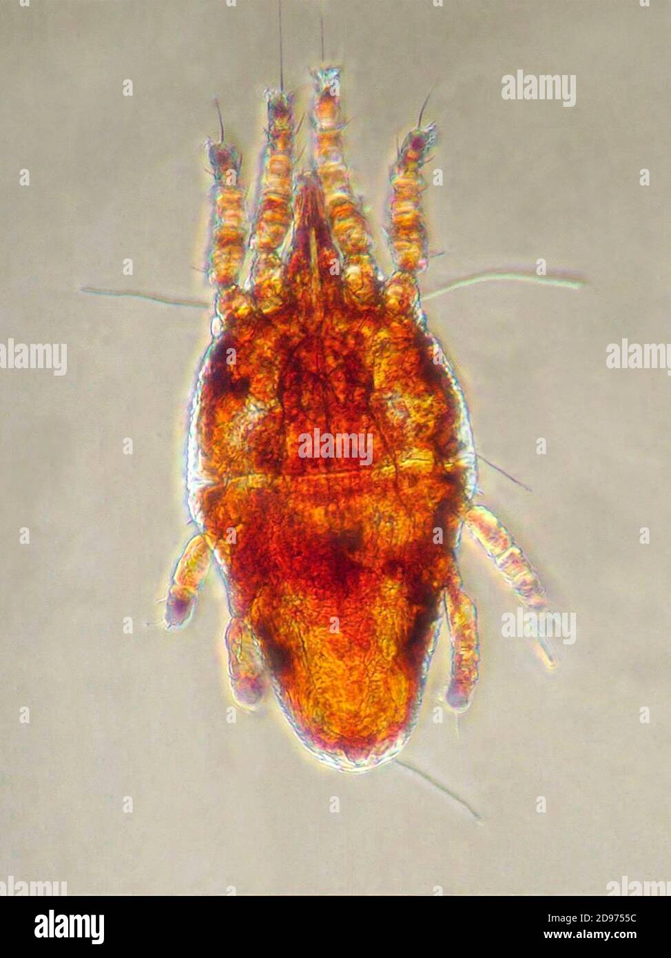 Tetranychus urticae (Tetranychus urticae) capturé sur une branche d ...