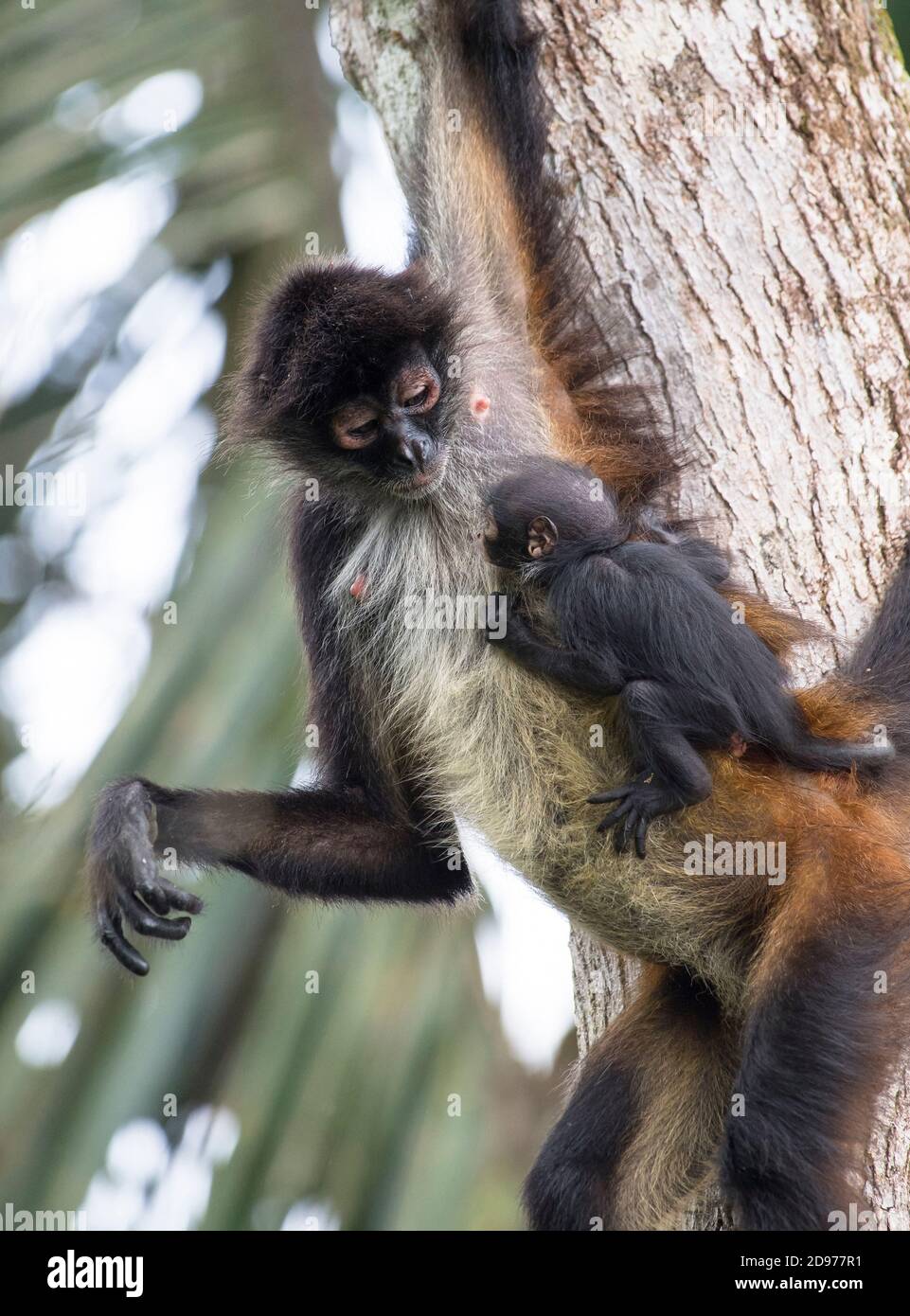 Bébé singe araignée Banque de photographies et d’images à haute ...