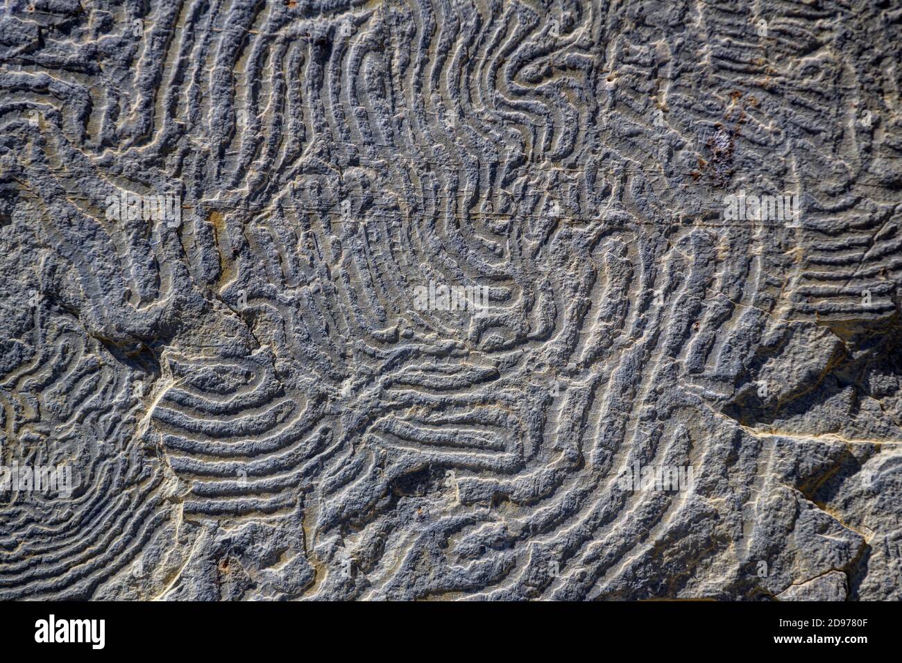 Trace de fossile Banque de photographies et d’images à haute résolution ...