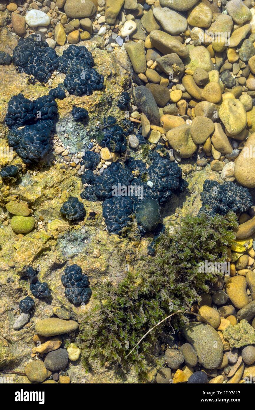 Nostoc Sp Banque d'image et photos - Alamy