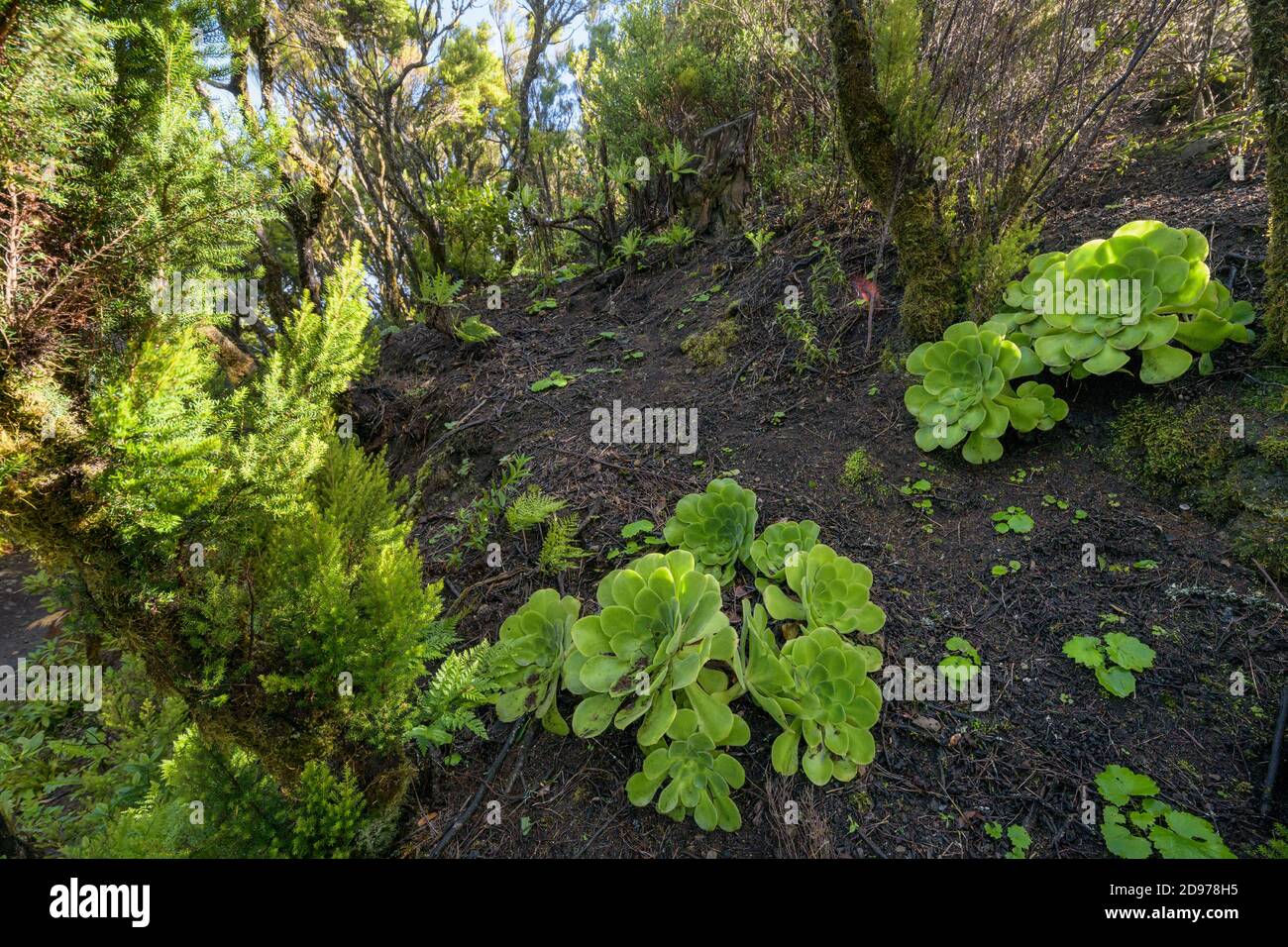 Laurier canari Banque de photographies et d’images à haute résolution ...