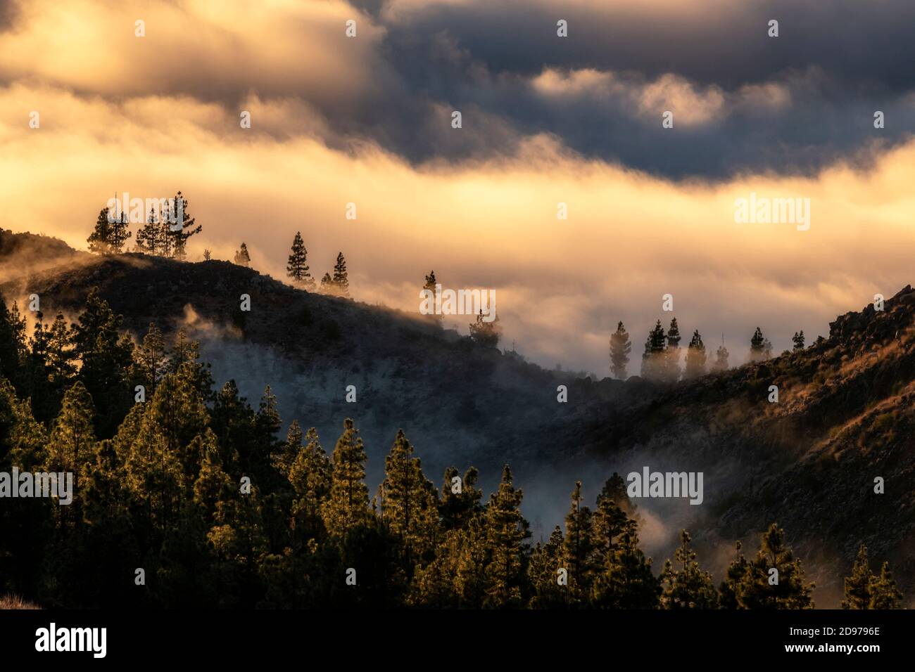 Pin pinus canariensis Banque de photographies et d’images à haute ...
