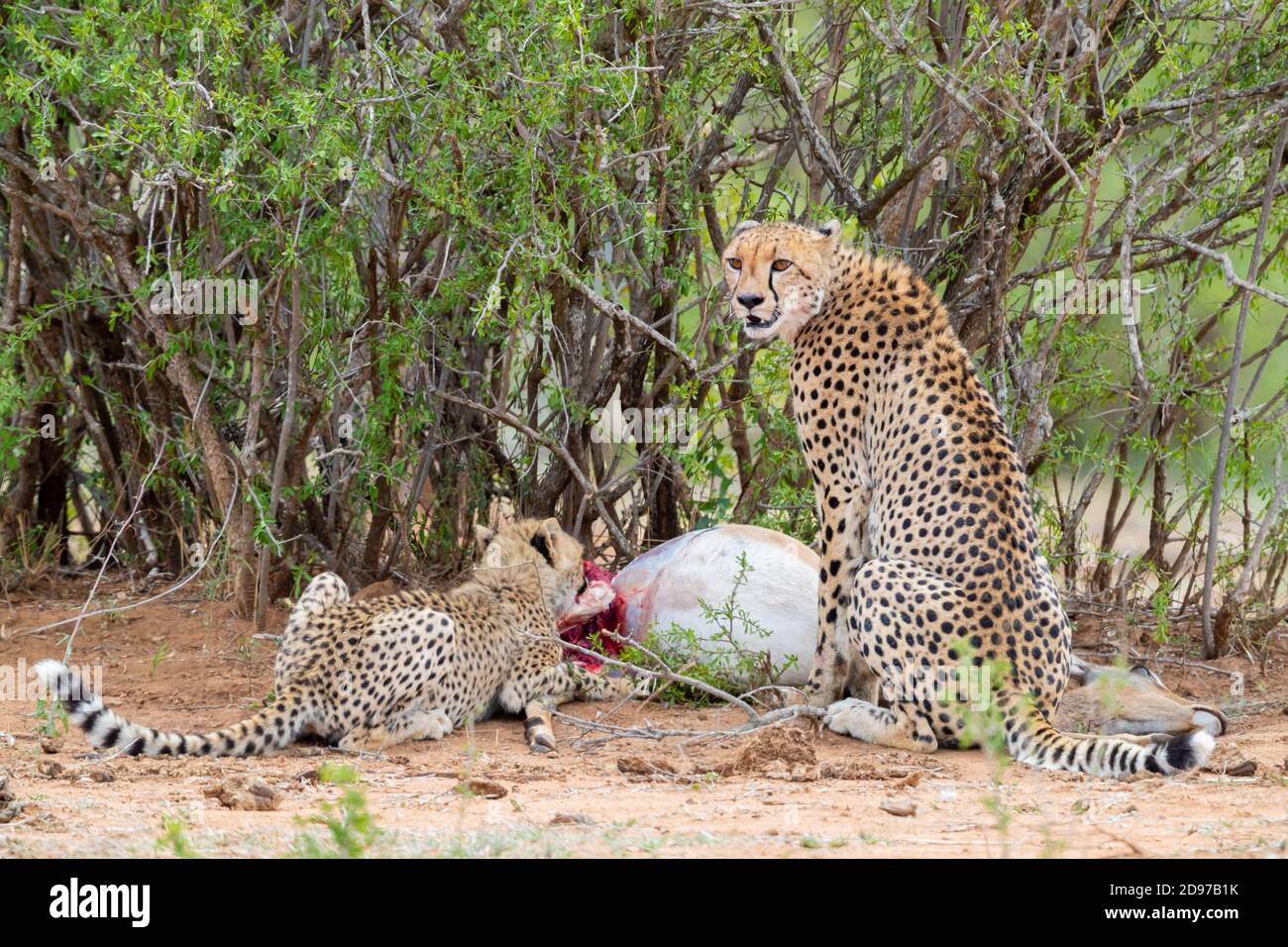 Cheetah Cheetahs Stretch Stretching Banque d'image et photos - Alamy