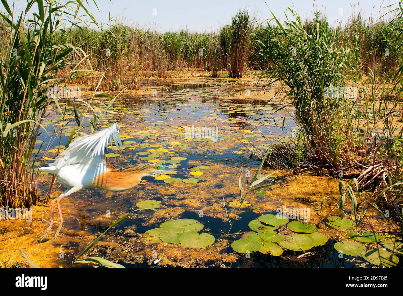 Lit de roseau Banque de photographies et d’images à haute résolution ...