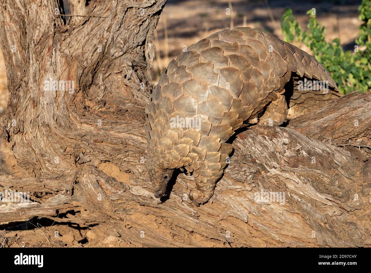 Pangolin terrestre, également connu sous le nom de pangolin de Temminck ...