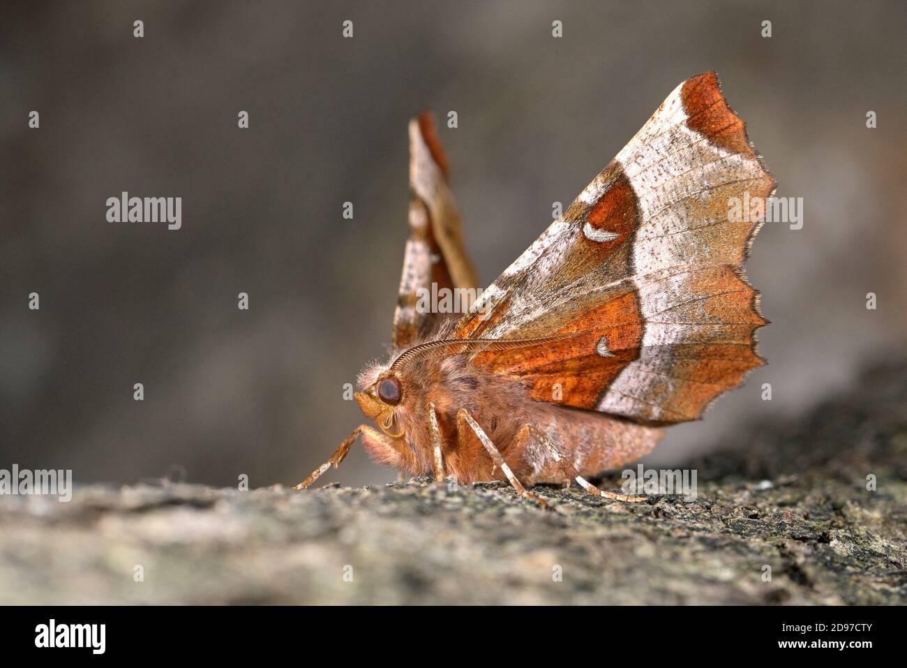 Violet Thorn (Selenia tetralunaria), imago de la génération de ...