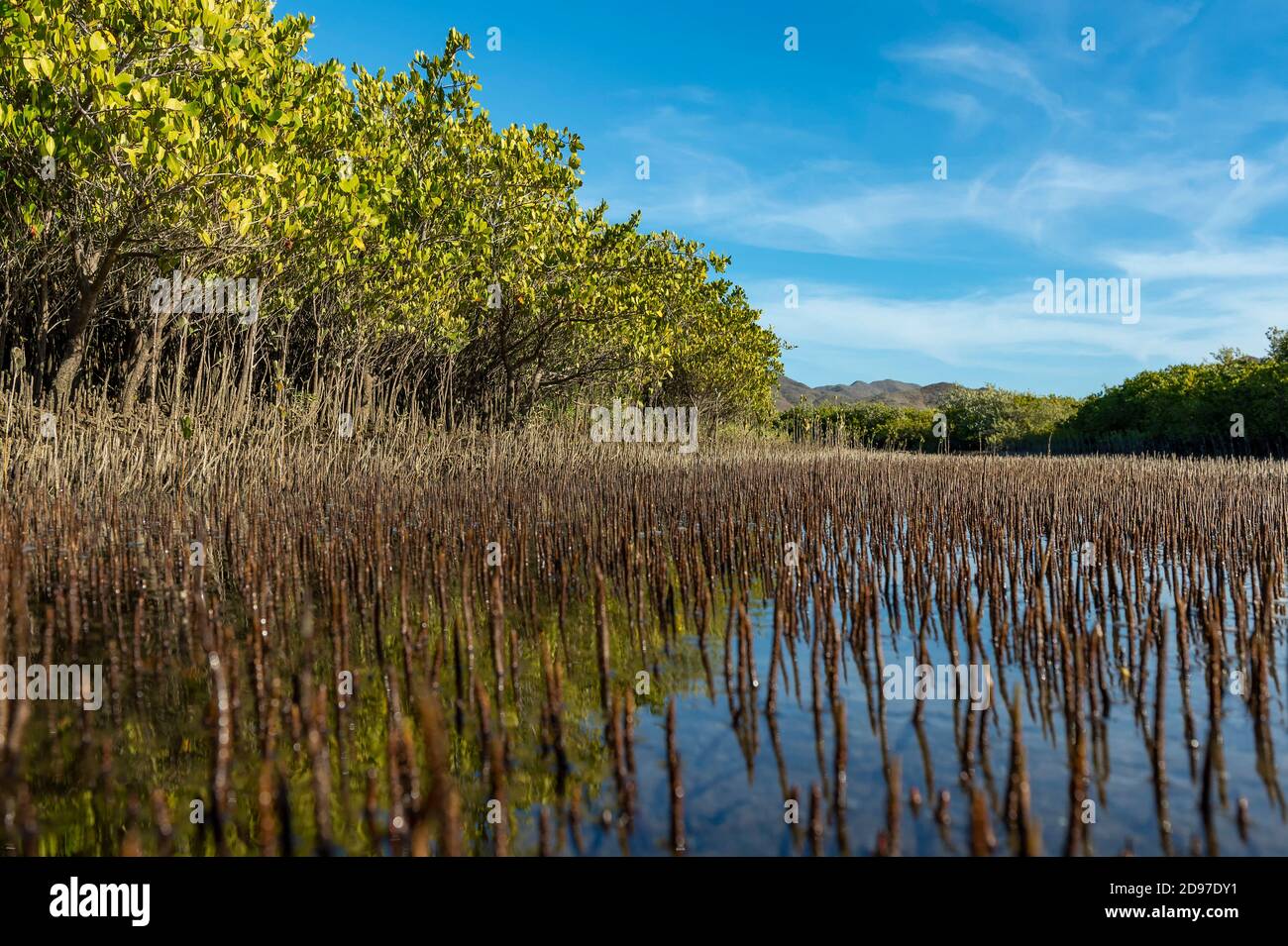 Rhizophora Sp Banque d'image et photos - Alamy