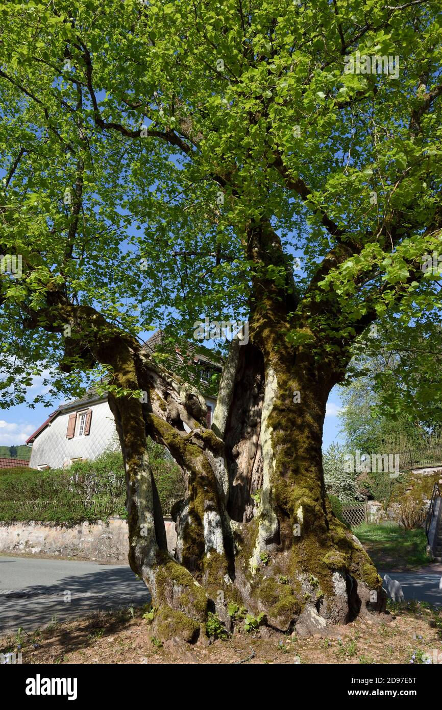 Le Tilleul de Turenne, chaux à petits feuilles (Tilia cordata), de plus ...