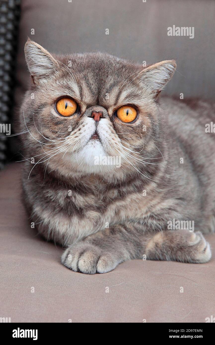 Exotic Shorthair Banque d'image et photos - Alamy