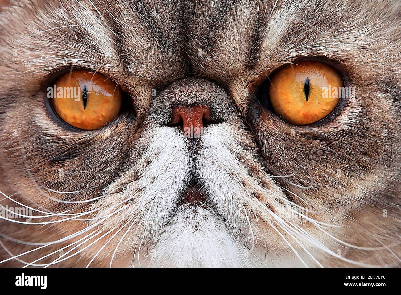Exotic Shorthair Banque d'image et photos - Alamy