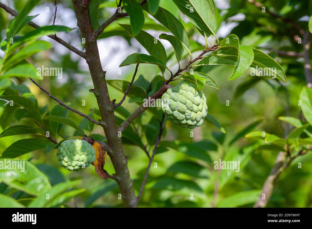 Custard apple tree Banque de photographies et d’images à haute ...