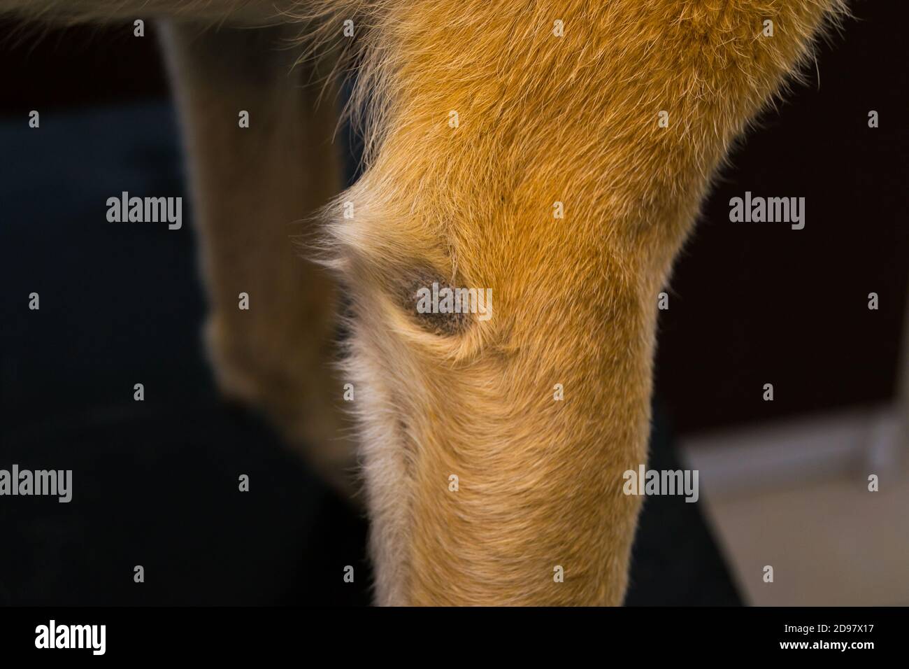 Callus pyoderma du coude chez un chien de deux ans. Bien que le chien ...