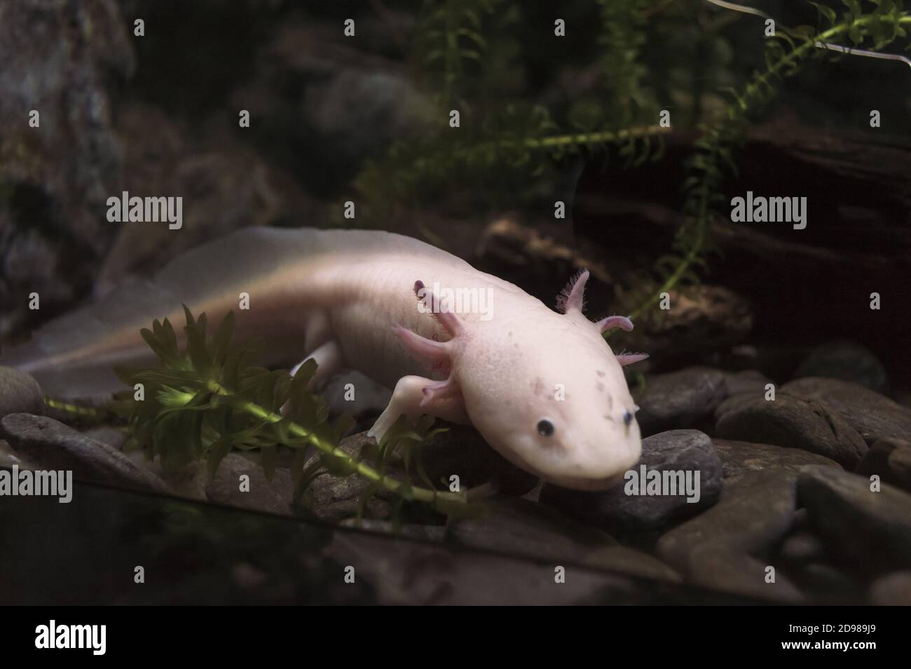 Axolotl blanc Banque de photographies et d’images à haute résolution ...