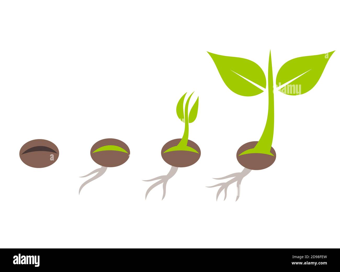 La germination des semences de plantes étapes. Vector illustration ...