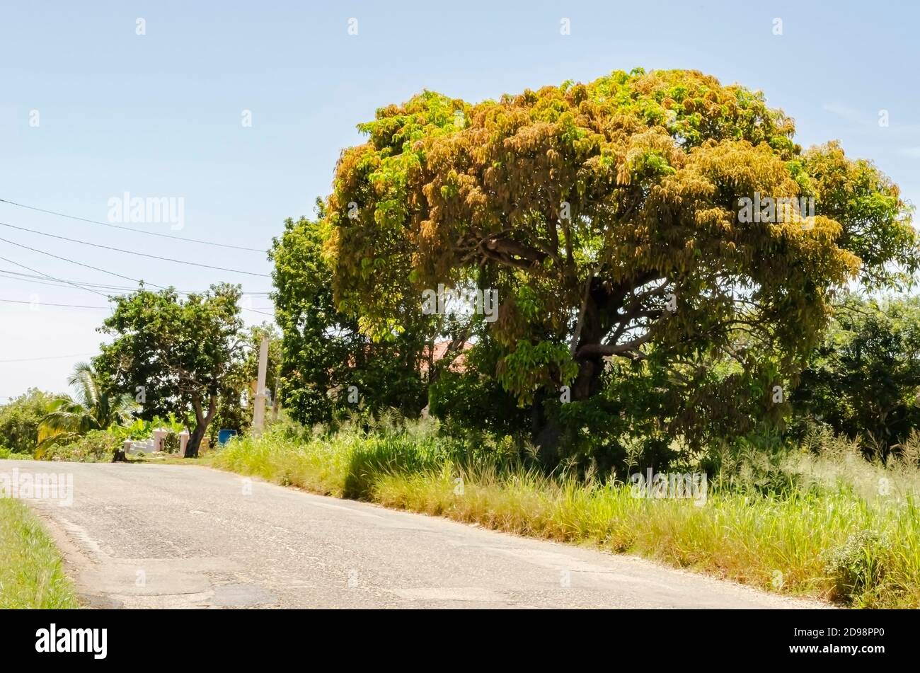 Young mango on mango tree Banque de photographies et d’images à haute ...