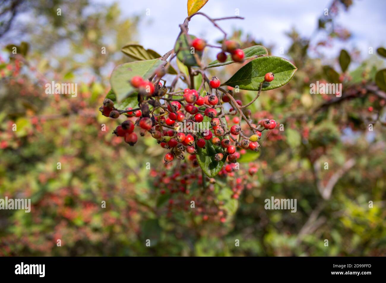Baies sauvages rouges sur un gros plan et une forêt de baies sauvages ...