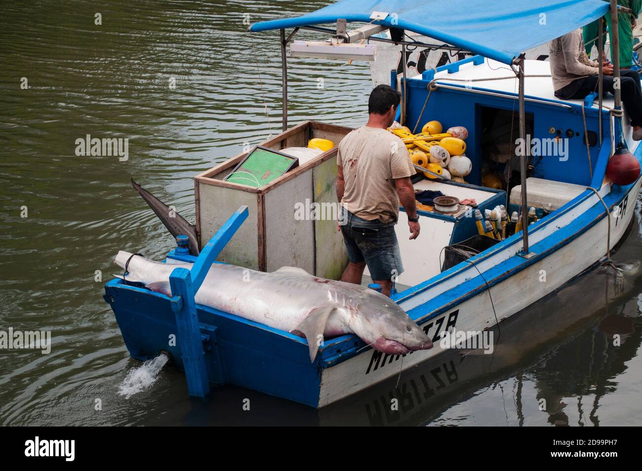 Requins morts Banque de photographies et d’images à haute résolution ...