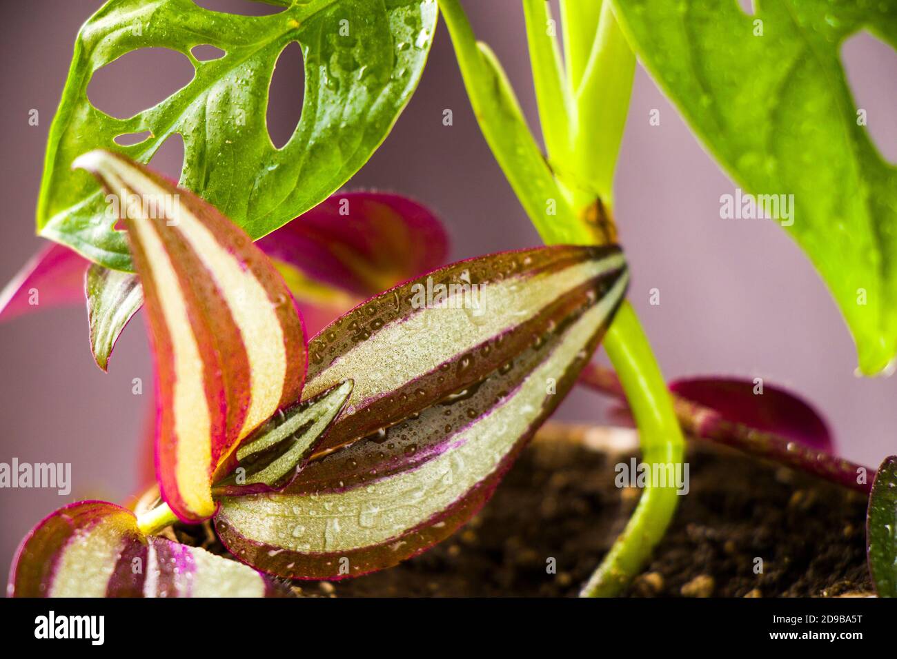 Motif zebre fluo Banque de photographies et d’images à haute résolution ...