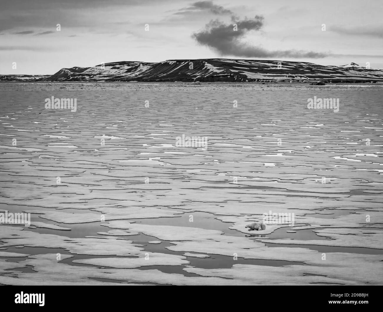 Ours solitaire Banque de photographies et d’images à haute résolution ...