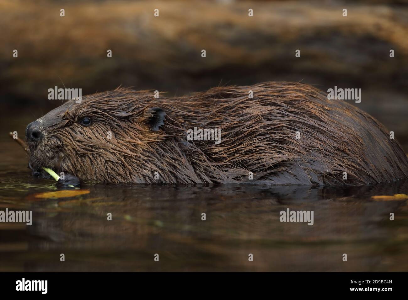 Ingénieur animalier Banque de photographies et d’images à haute ...