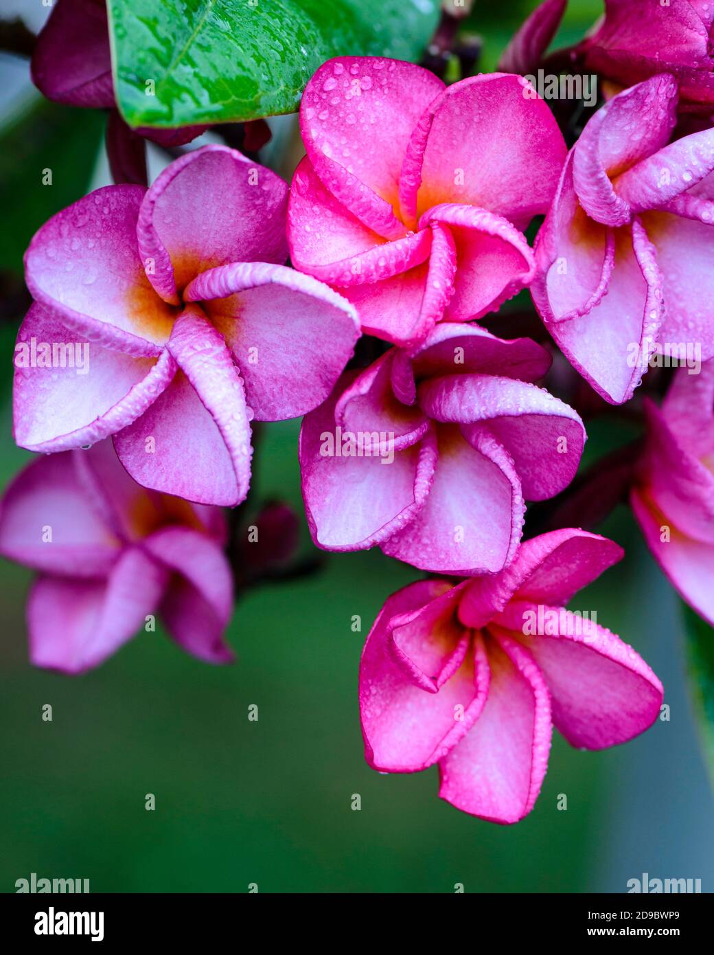 Fleurs de frangipanier rose de singapour Banque de photographies et d ...