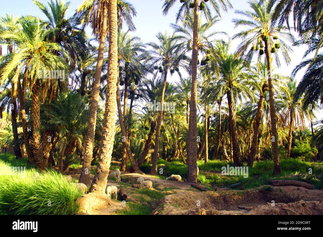 Oasis algérie Banque de photographies et d’images à haute résolution ...