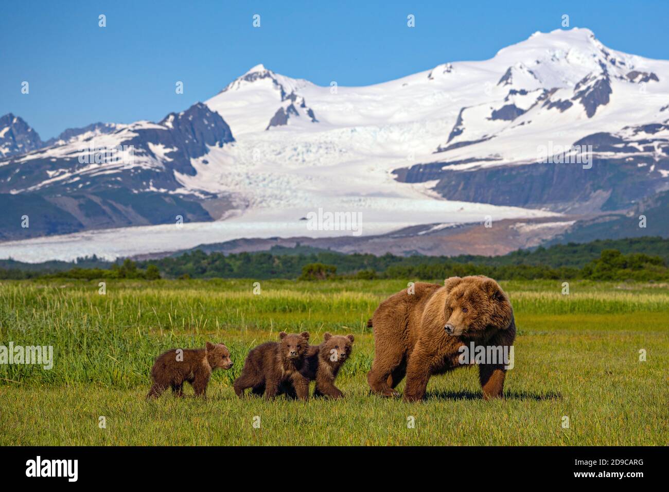 Ours alaska Banque de photographies et d’images à haute résolution - Alamy