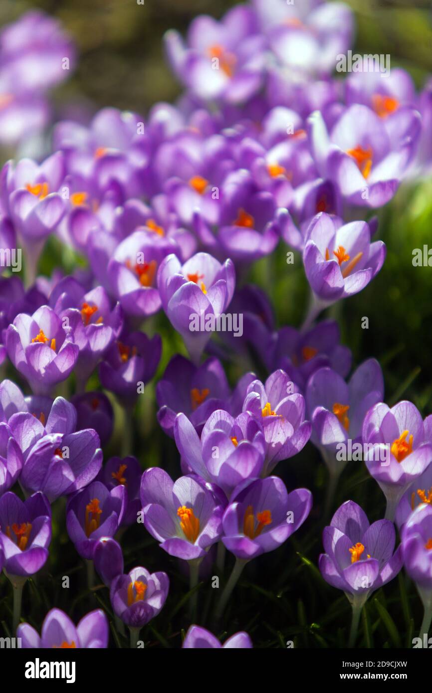 Fleurs qui fleurissent au soleil du printemps Banque de photographies ...