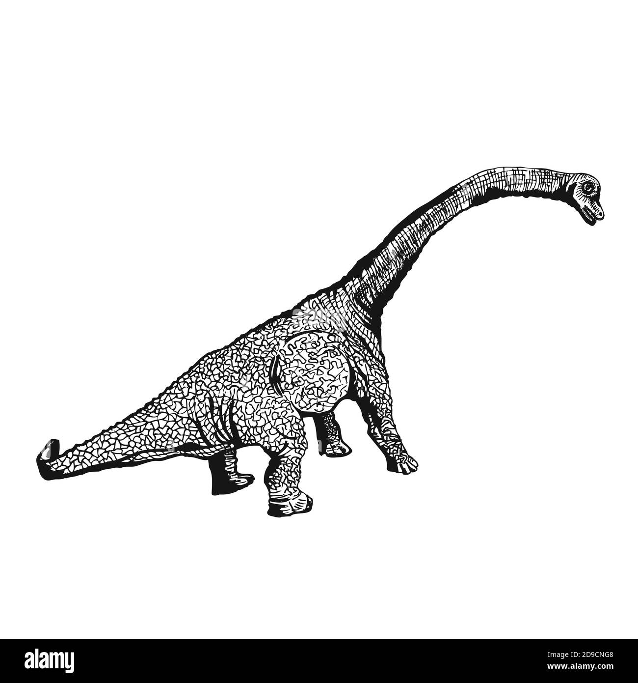 Dessin de dinosaure diplodocus Banque d'images noir et blanc - Page 2 - Alamy