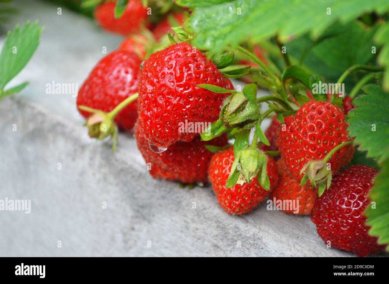 Fraise de jardin Banque de photographies et d’images à haute résolution ...