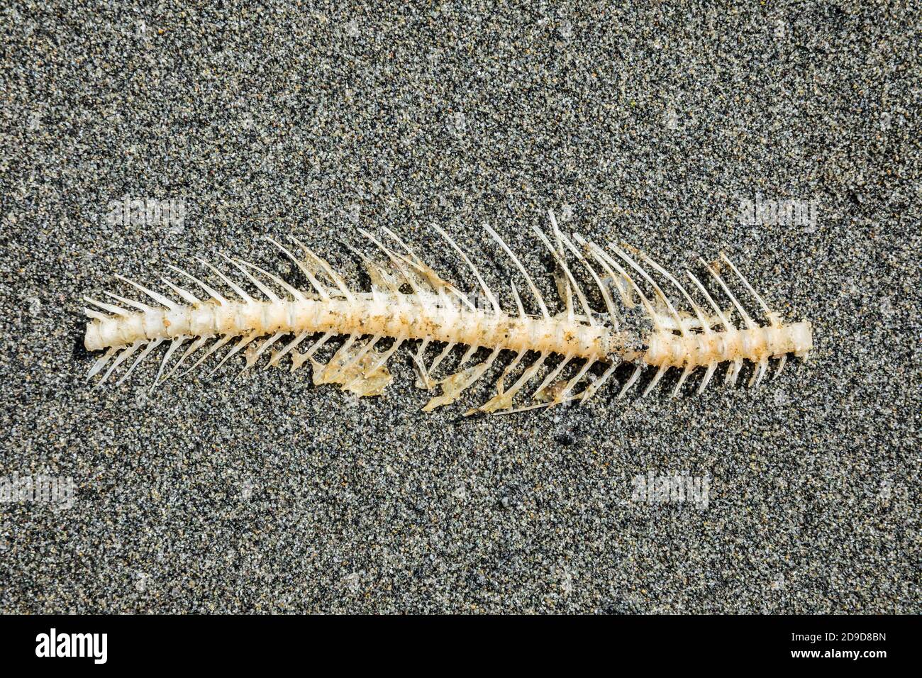 OS de poisson sur la plage Photo Stock - Alamy