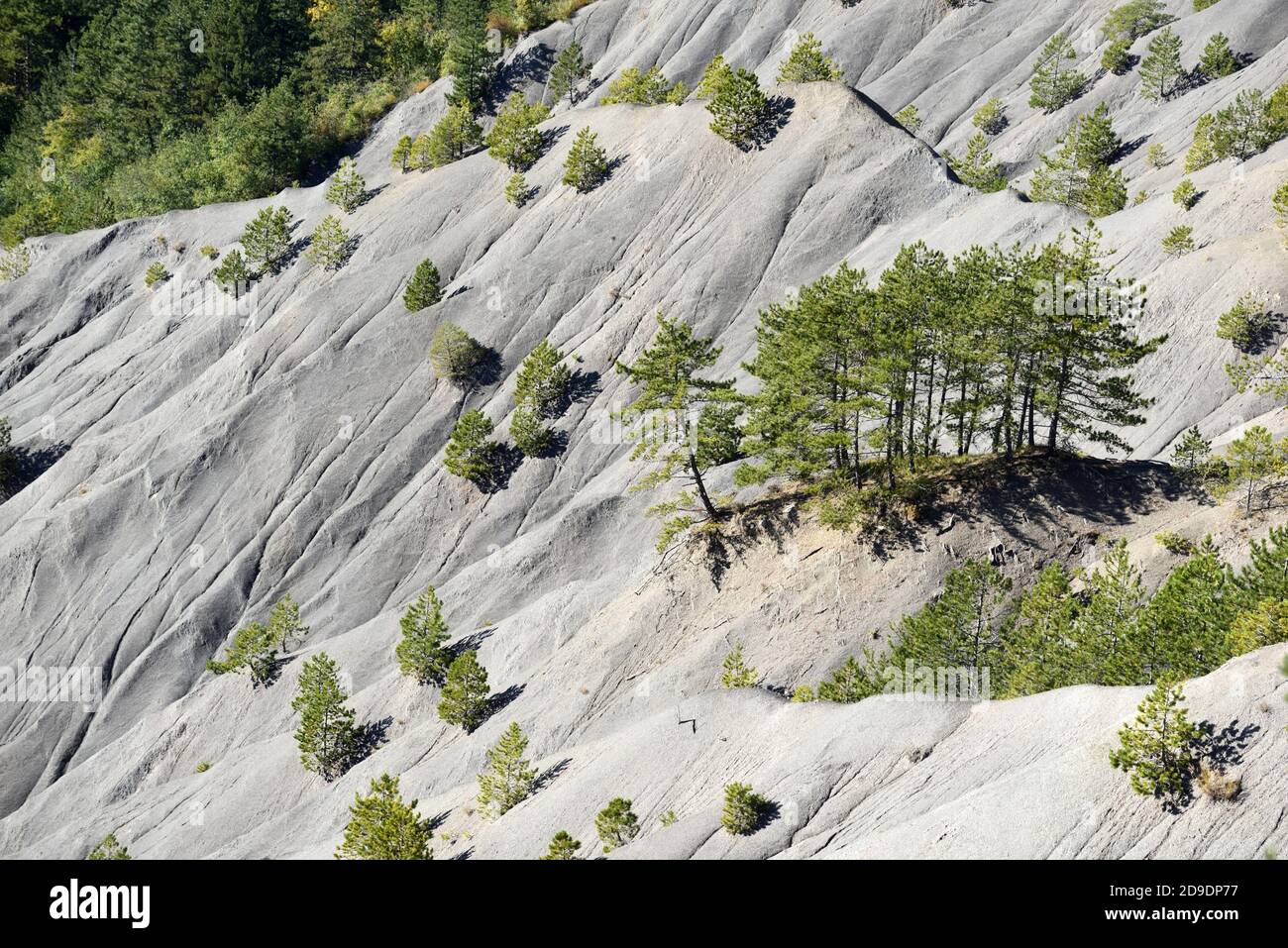 Col de corobin Banque de photographies et d’images à haute résolution ...