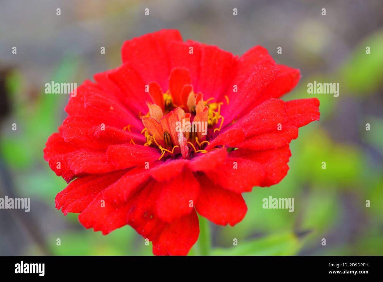 Grands et colorés rouge, écarlate, fleurs pourpres majors fleurir en ...